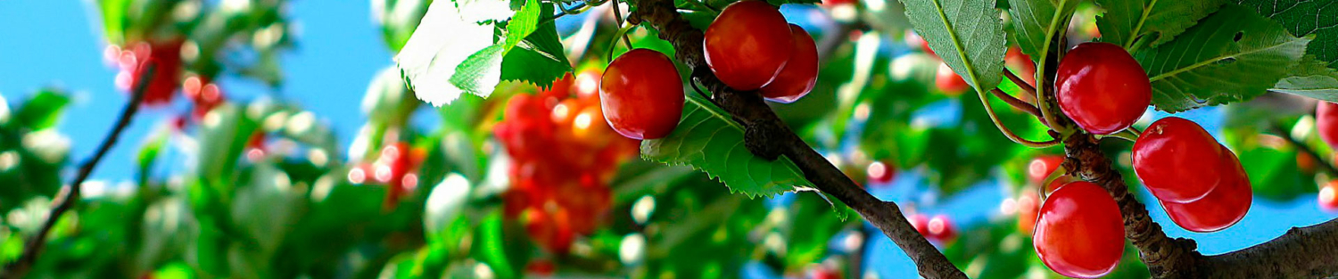 INICIO - Agrovit | Cultivos Orgánicos y Convencionales