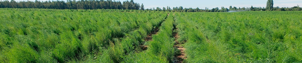 INICIO - Agrovit | Cultivos Orgánicos y Convencionales