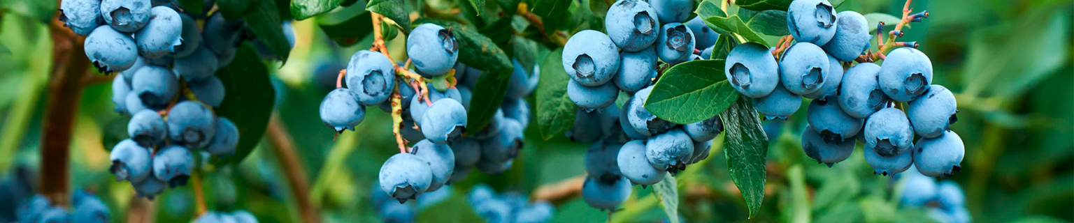 INICIO - Agrovit | Cultivos Orgánicos y Convencionales