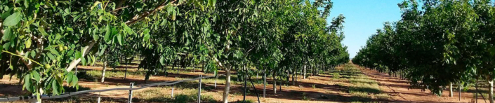 INICIO - Agrovit | Cultivos Orgánicos y Convencionales