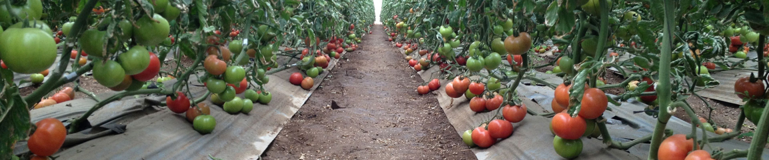 INICIO - Agrovit | Cultivos Orgánicos y Convencionales